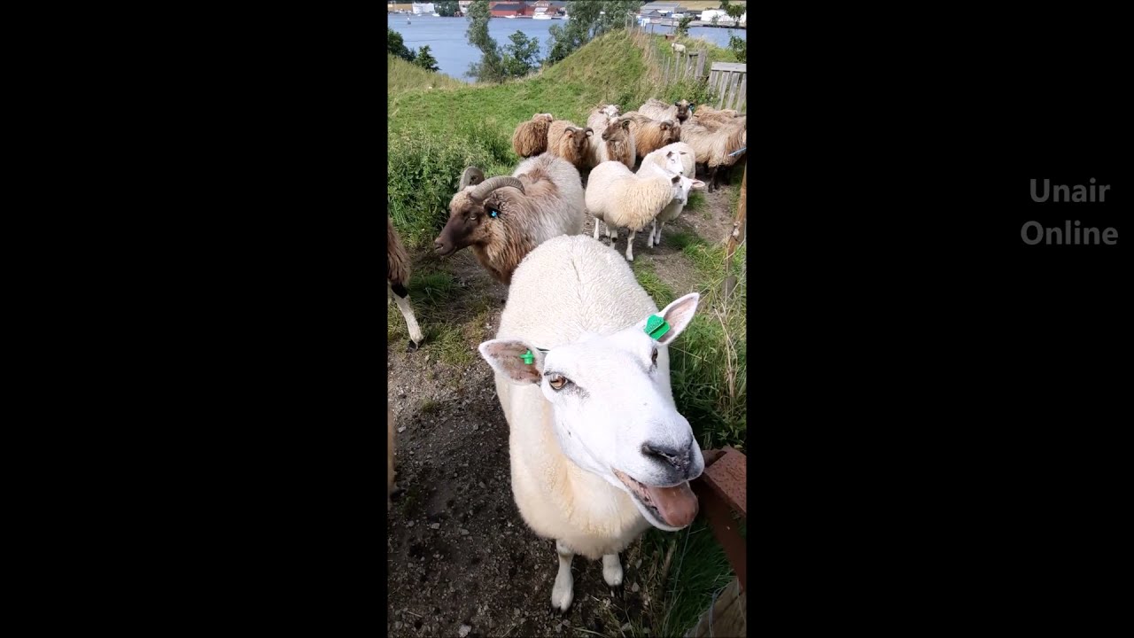 ¿Cómo se llama el ruido que hacen las ovejas? | Que Visitar en España