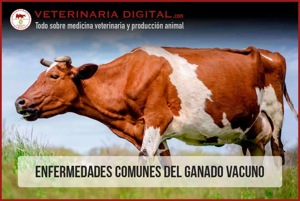¿Cuál es la diferencia entre ganado vacuno y bovino? | Que Visitar en ...