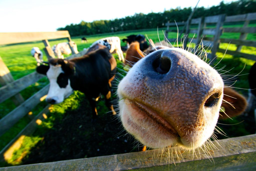 ¿Cuánto puede llegar a vivir una vaca? | Que Visitar en España