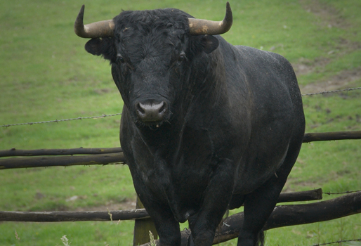 ¿Cuántos años de vida tiene un toro? | Que Visitar en España
