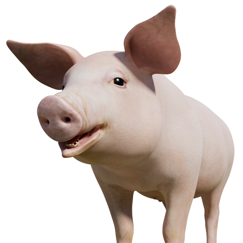 ¿Qué come el cebo? | Que Visitar en España